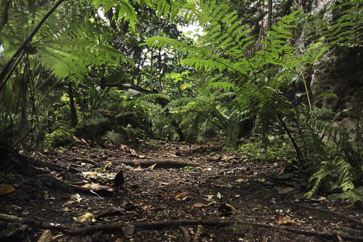 Ritidian: A land left untouched | Spots on the Rock | postguam.com