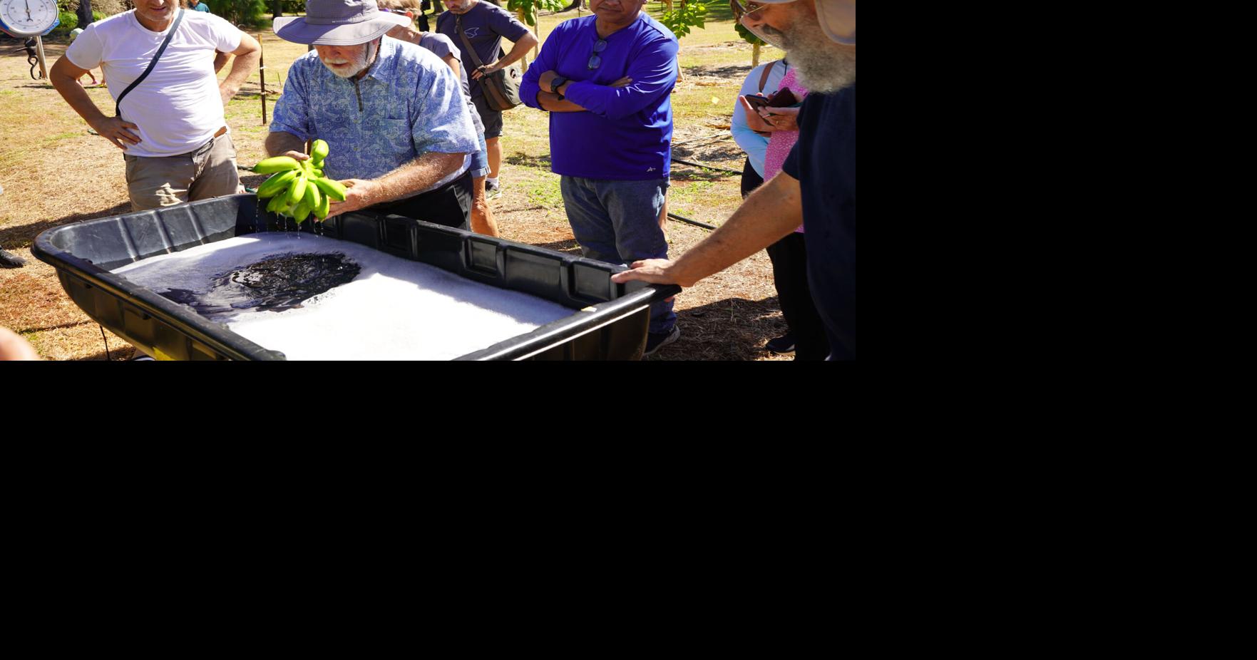 Two banana types found ideal for commercial production on Guam by UOG ...