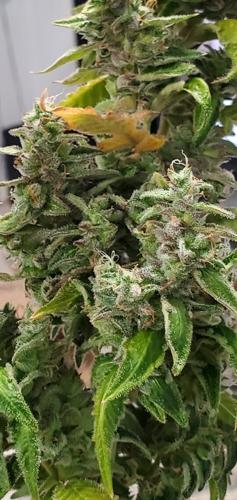 Aquaponics on Guam: Growing sustainability and maybe even cannabis ...