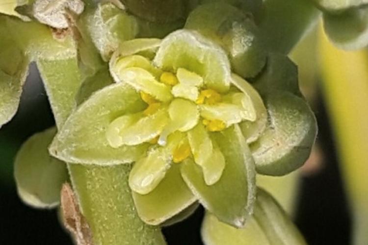 It’s avocado flowering season - what to do now for a good harvest later ...