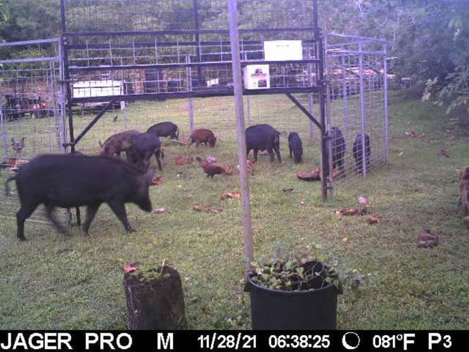 Conservation program launched to combat feral pigs in southern Guam ...