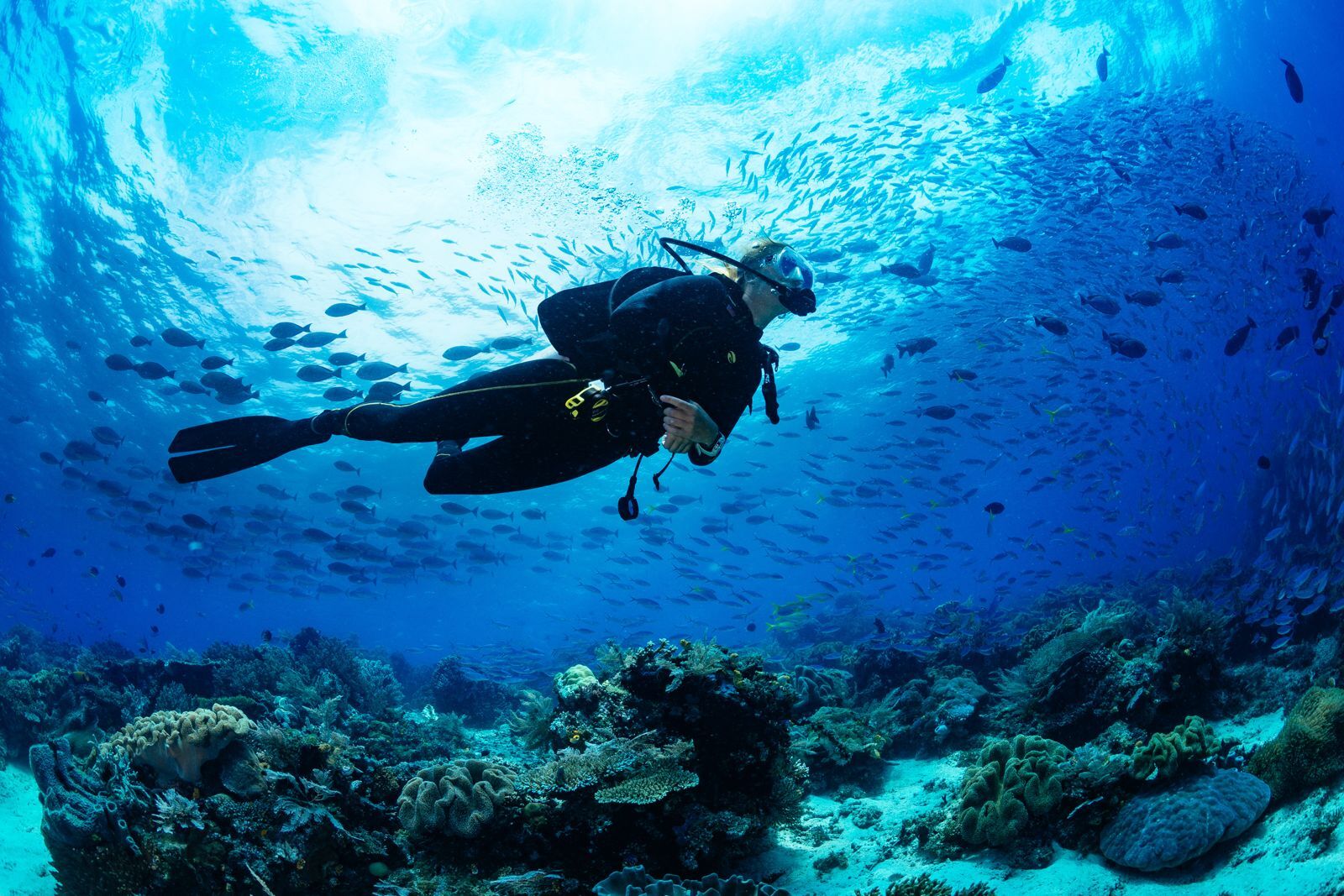 20 potential new species are discovered in Guam's waters | Local News ...