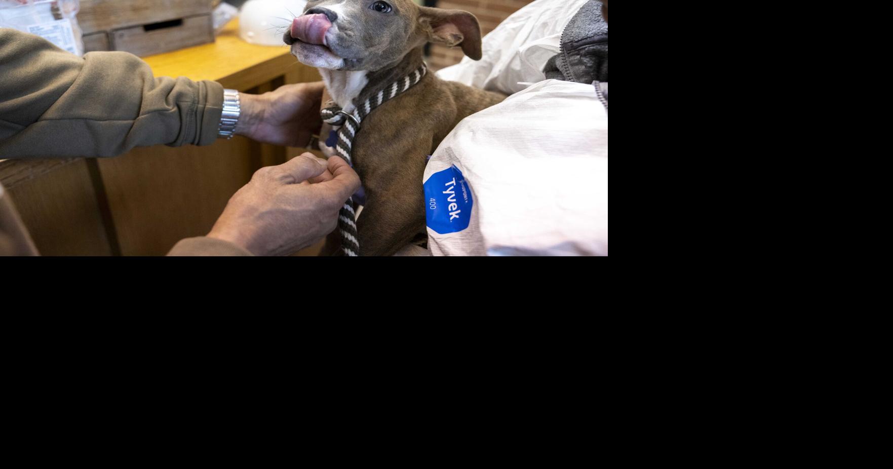 DC dogs, rescued from alleged abuse, find new homes | Lifestyle ...