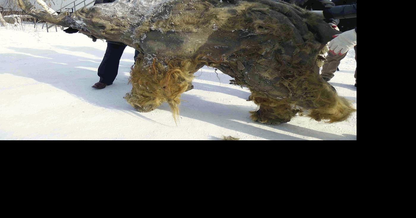 Research team 'wakes up' mammoth cell nuclei | Philippines Asia ...