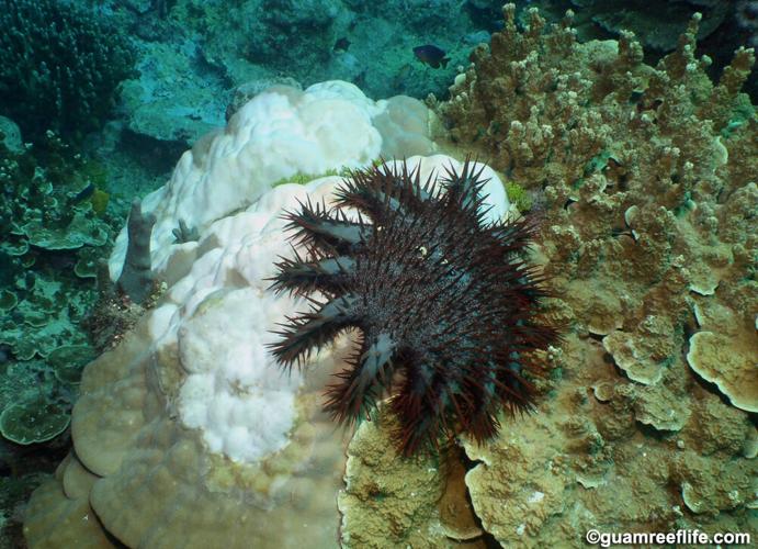 New task force formed to combat coral-eating starfish on Guam's reefs ...