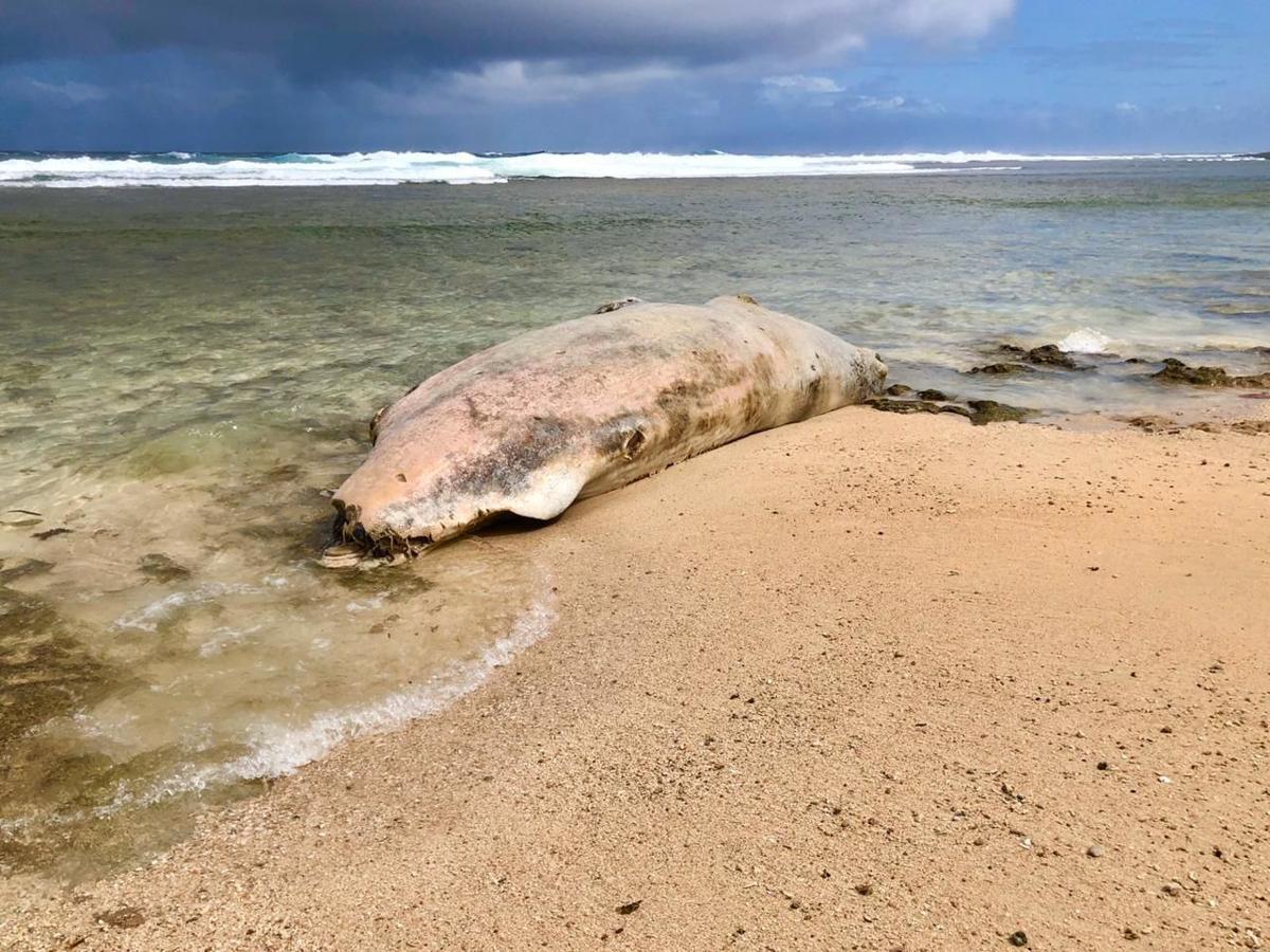 Sperm whale stranded on Talofofo beach | Guam News | postguam.com