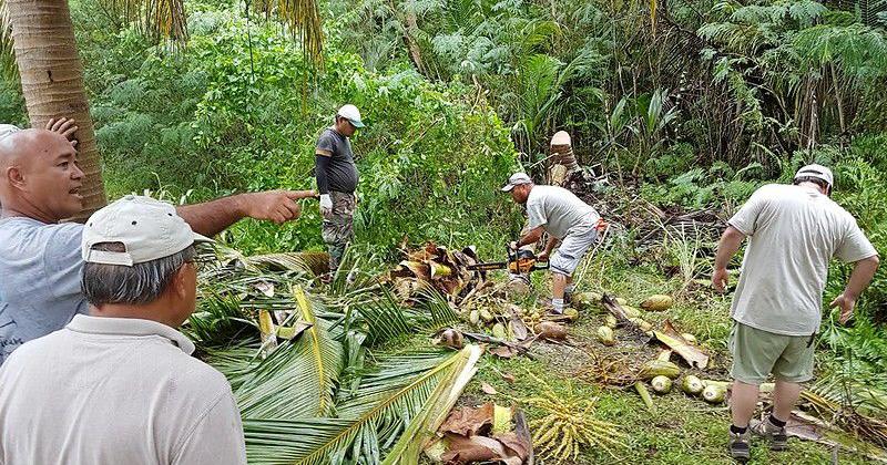 30 coconut trees on Rota flagged for rhino beetles | CNMI | postguam.com