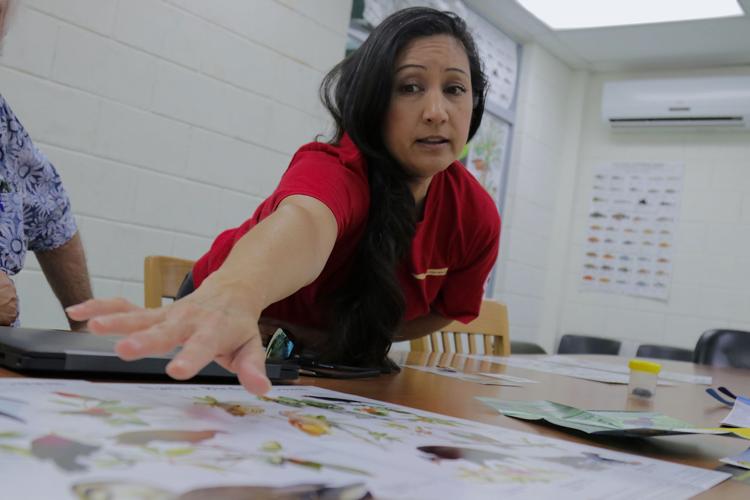 Experts list Guam's worst invasive species | Local News | postguam.com