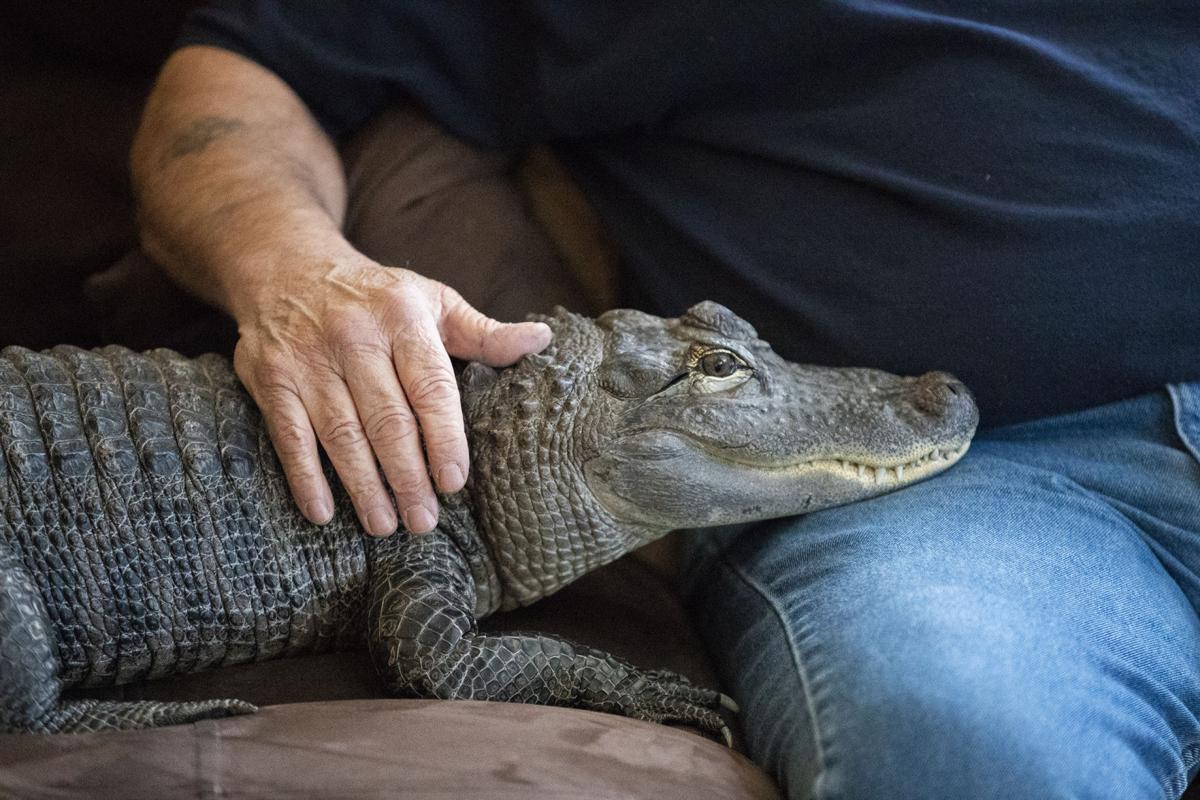 Emotional support alligator offers hugs, comfort | Lifestyle | postguam.com