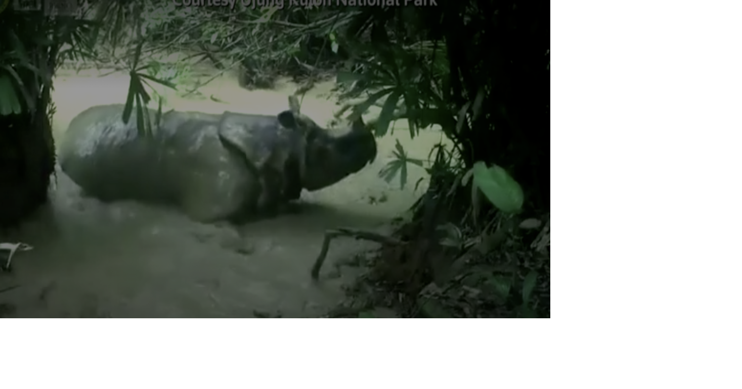 Rare Javan rhinoceros seen playing in Java | Lifestyle | postguam.com