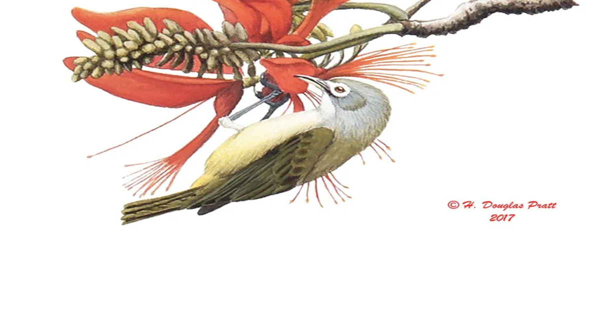 2 Guam species now considered extinct | Local News | postguam.com