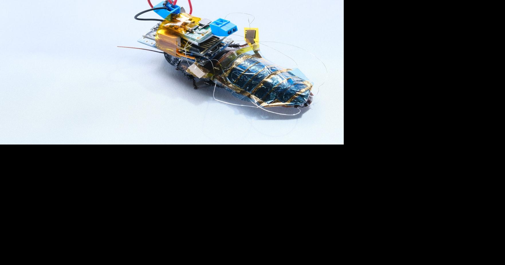 Cyborg cockroaches are coming, and they just want to help | Technology ...