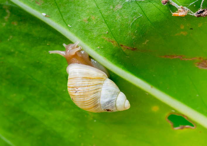 Saving our endangered species | The Scoop | postguam.com