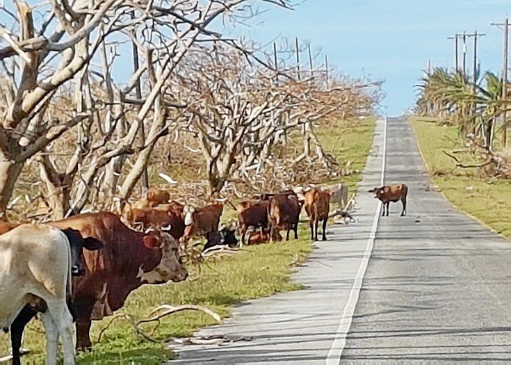 Tinian ranchers still rounding up cattle after Yutu | CNMI | postguam.com