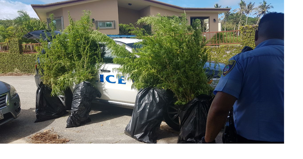 39 marijuana plants seized | Guam News | postguam.com