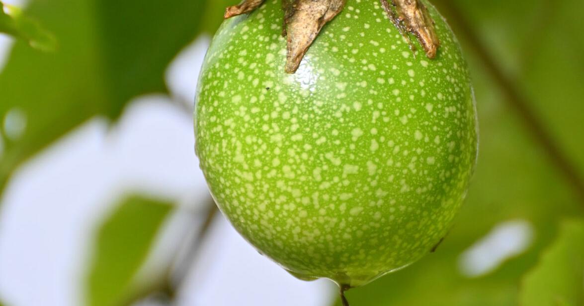 Guam Forestry offering grants up to $2,500 for tree planting | Local ...