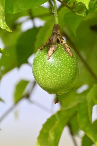 Guam Forestry offering grants up to $2,500 for tree planting | Local ...