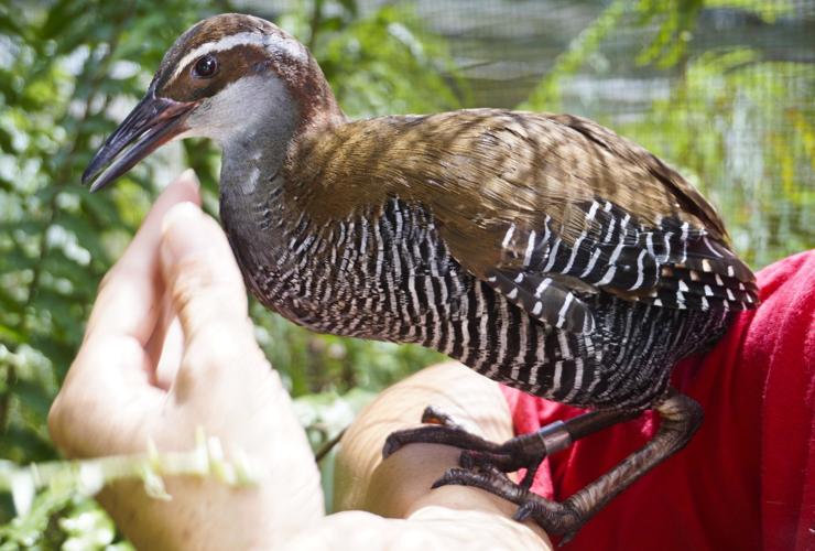 Delegate to United: Reconsider program for native Guam birds | Local ...