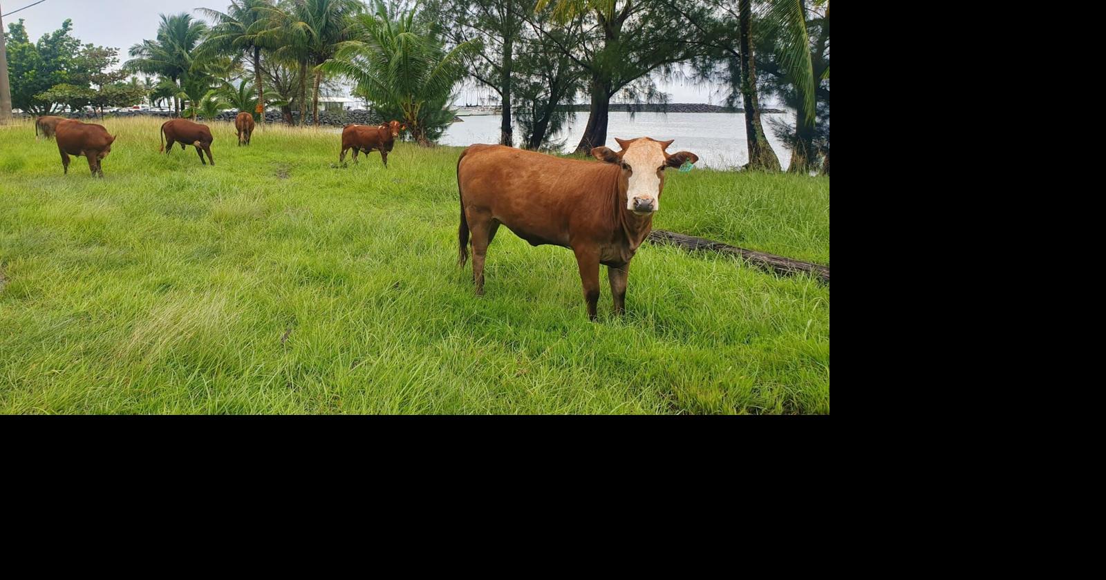 Where the grass is greener | Local News | postguam.com