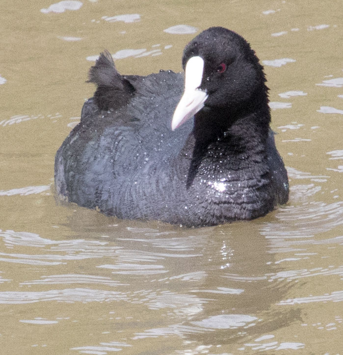 Birding on Guam | Lifestyle | postguam.com