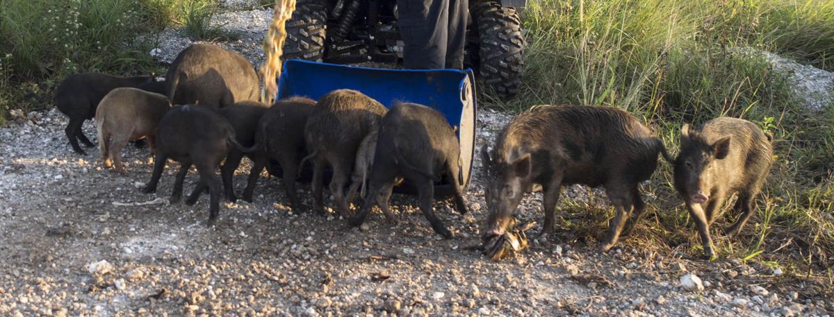 Feral pigs wreaking havoc, says Santa Rita mayor | Local News ...