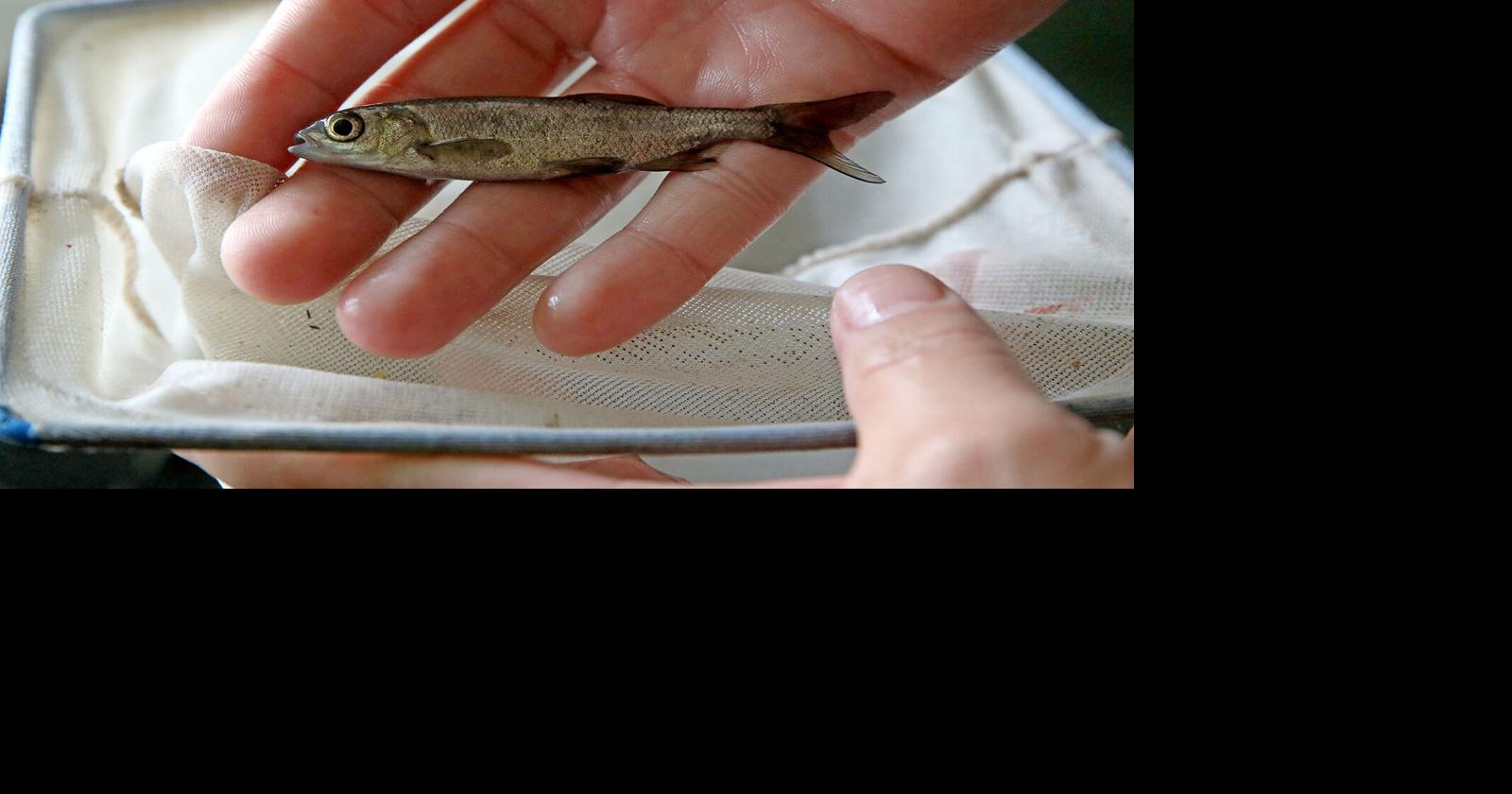 As a sacred minnow nears extinction, Native Americans of Clear Lake ...