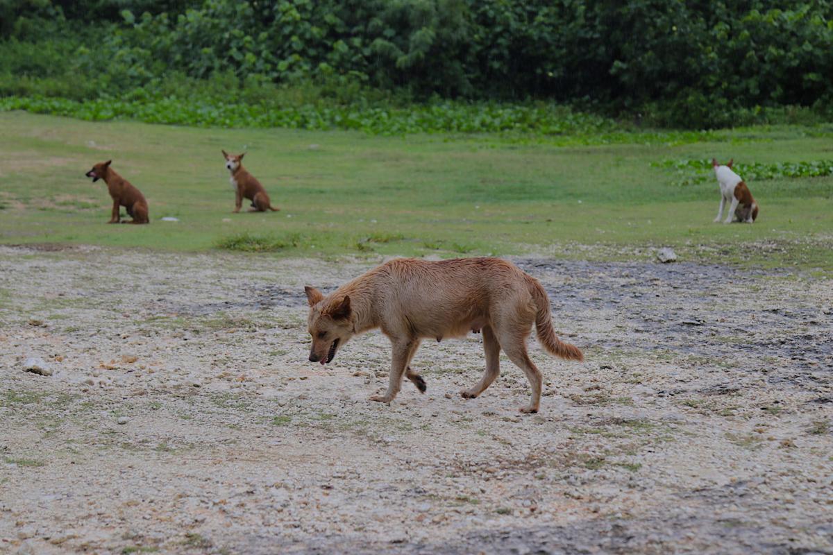 Mayors, veterinarian, GAIN meet on stray dog problem | Guam News ...