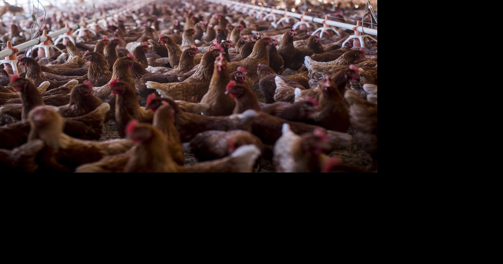 The Avian flu outbreak raising a disturbing question: Is our food ...