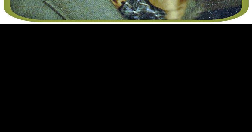 Henry Melvin "Hank" Ringel | Obituaries | pottcotimes.com