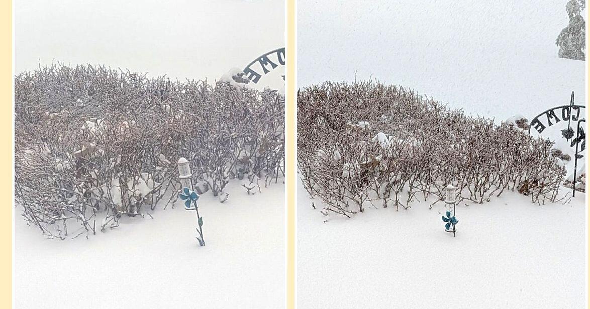Snowmageddon Readers' Pics | 2026 Events | pottcotimes.com