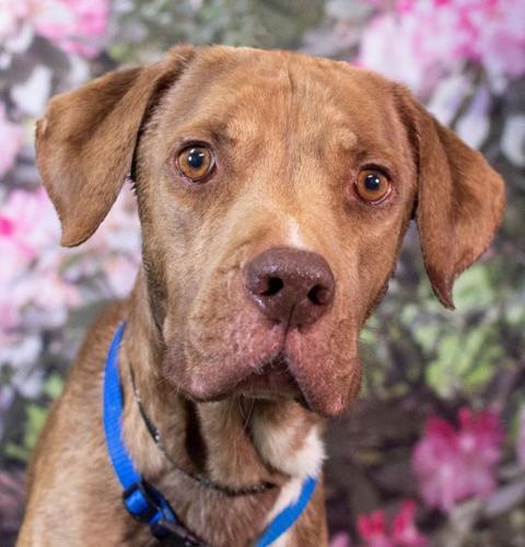 Meet Kahlua: a once-starving stray dog up for adoption at weekend ...