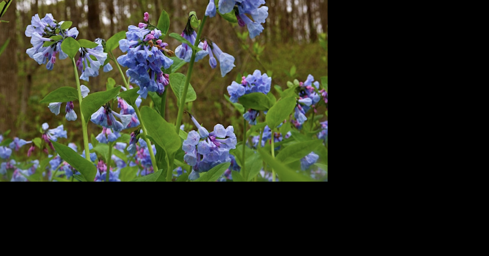 It's time for bluebells in Northern Virginia | News ...
