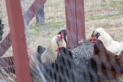 Migratory waterfowl likely source of avian flu in local poultry | News ...