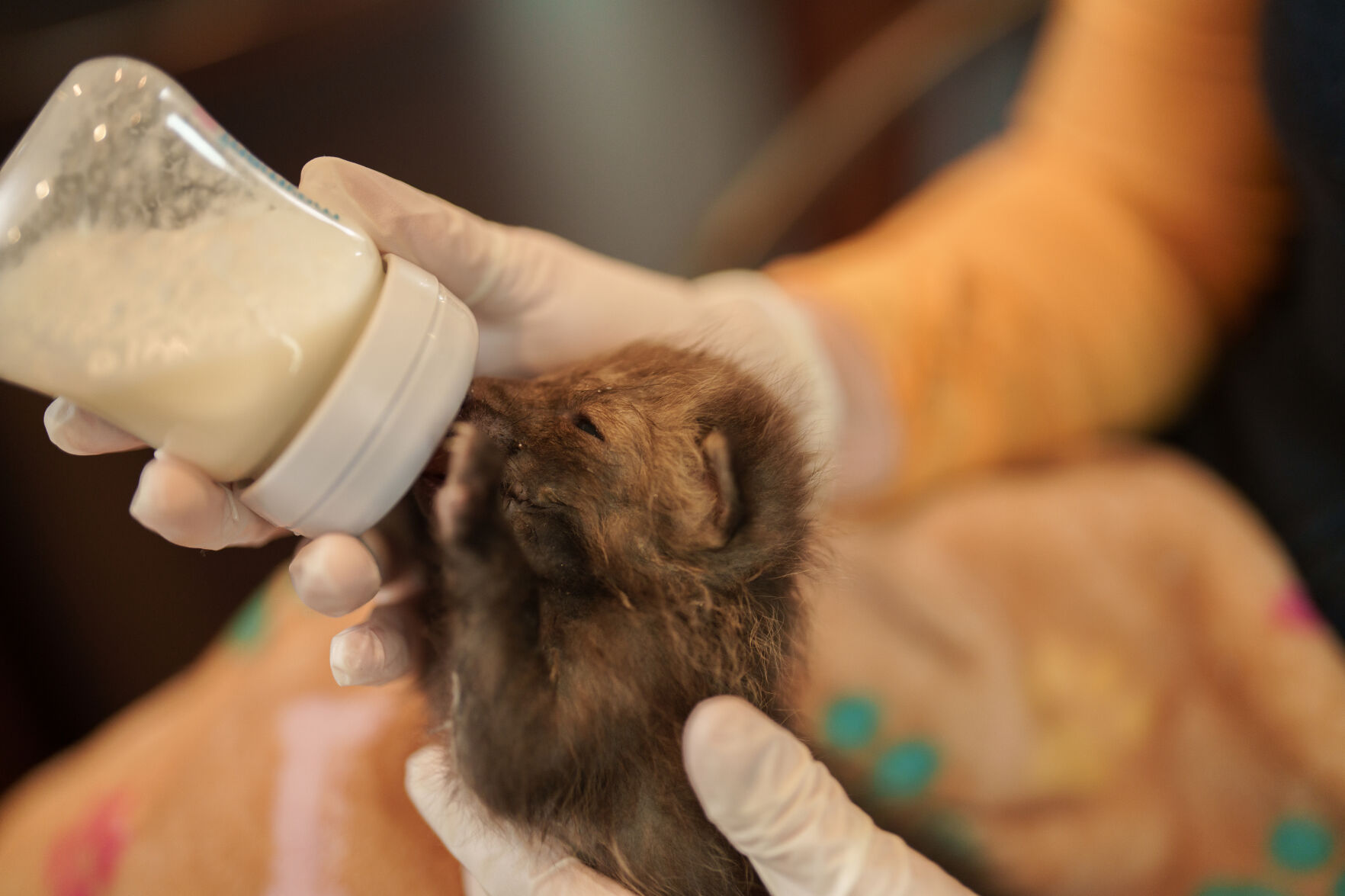 Gainesville woman cares for 1,000 hurt wild animals a year | News ...