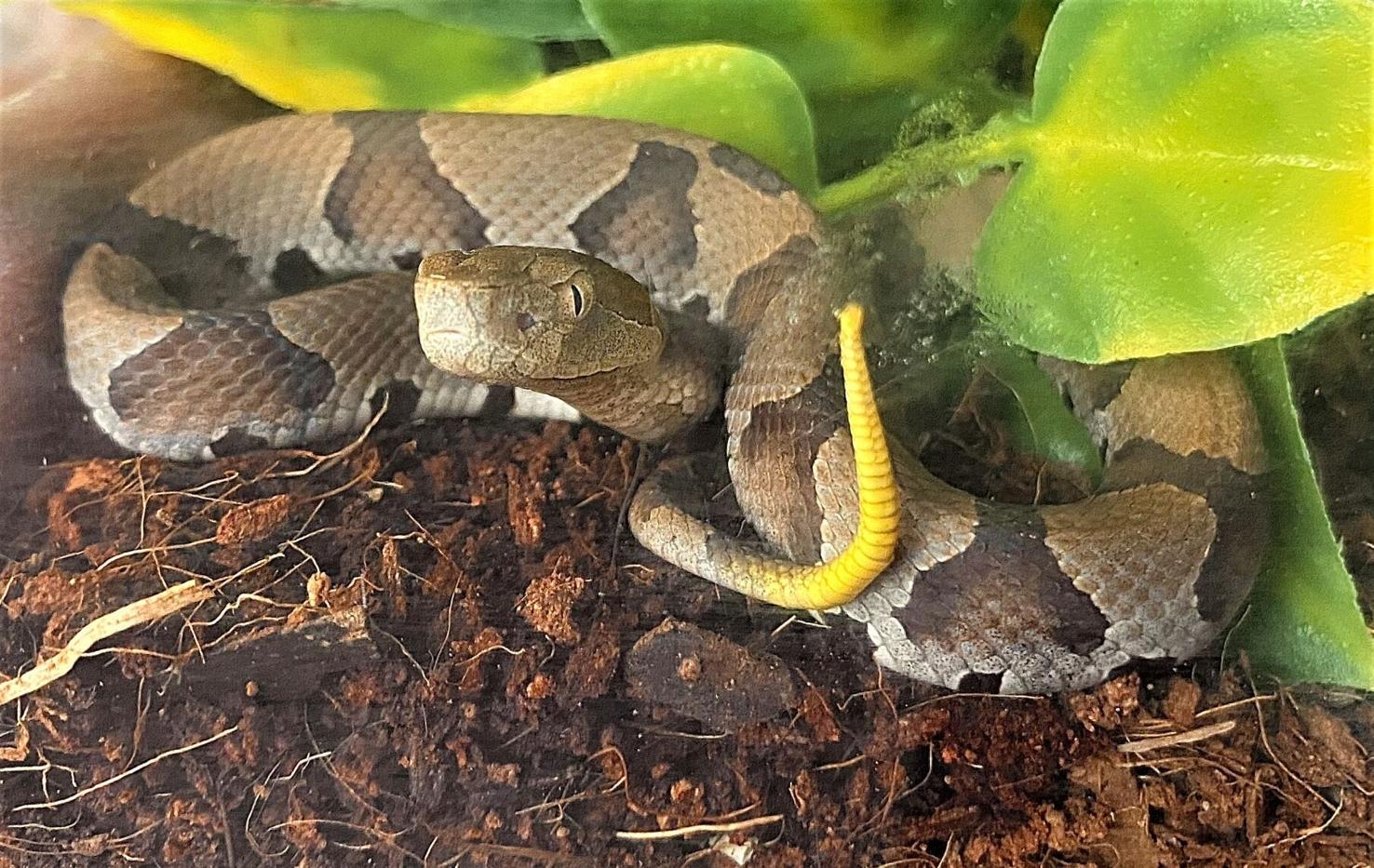 It’s baby copperhead snake season. Here’s what to know. | News ...