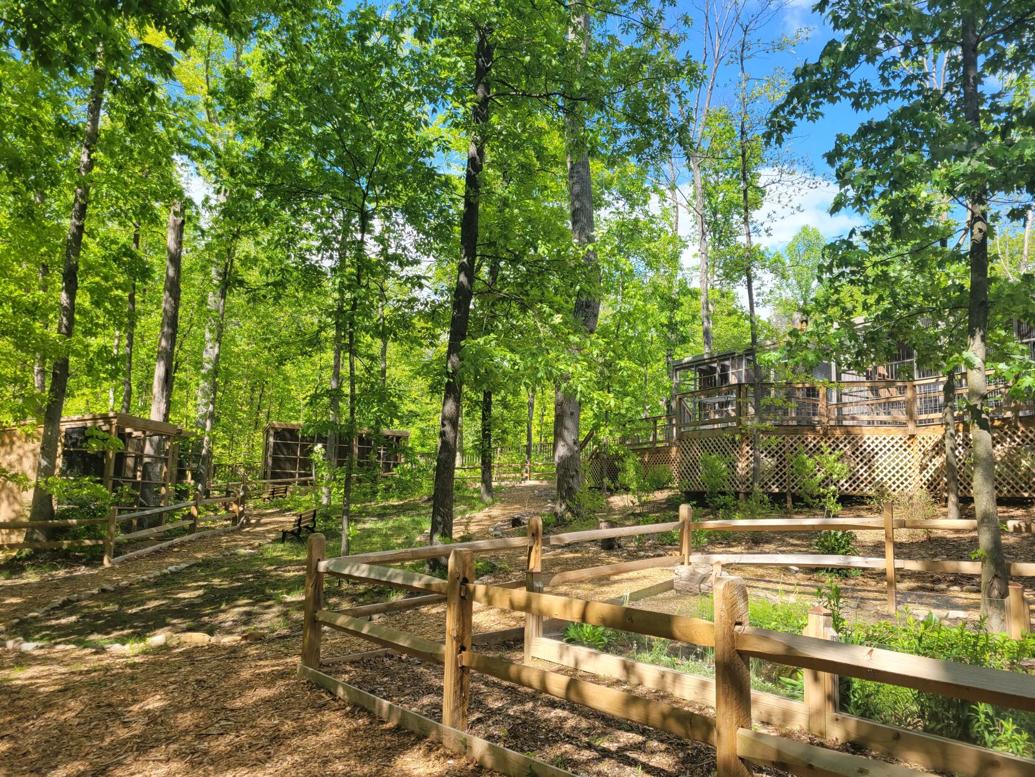 Blue Ridge Wildlife Center offers an up-close view of recovered eagles ...