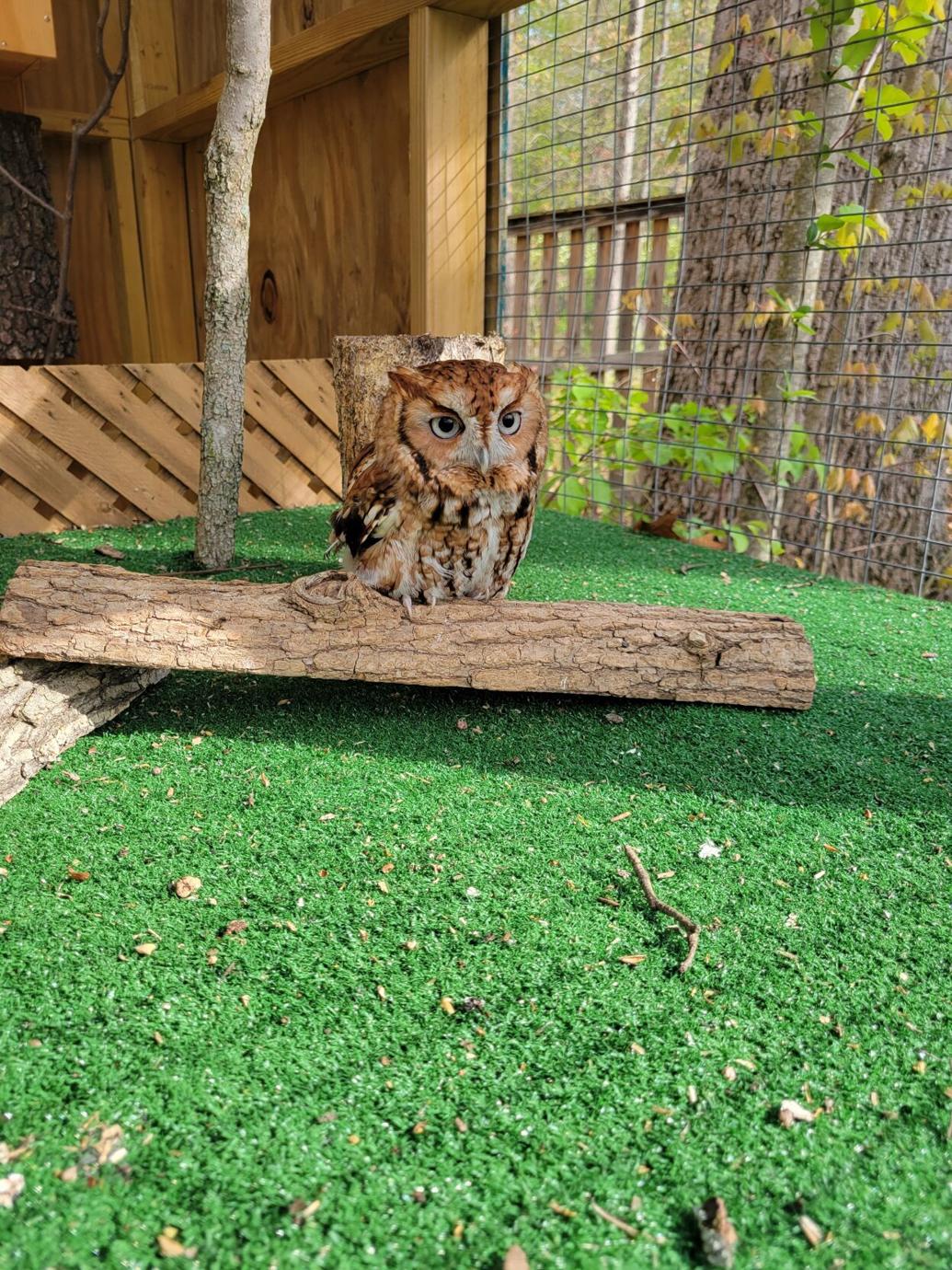 Blue Ridge Wildlife Center offers an up-close view of recovered eagles ...