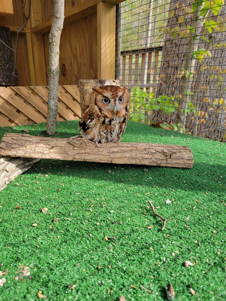 Blue Ridge Wildlife Center offers an up-close view of recovered eagles ...