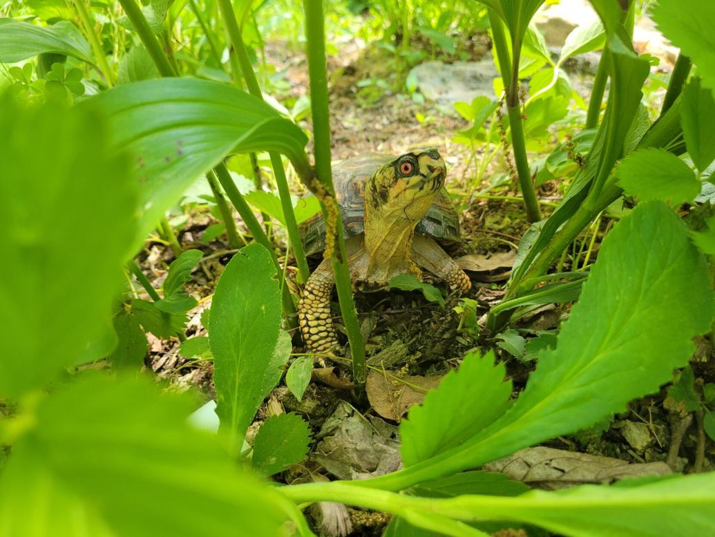 Blue Ridge Wildlife Center offers an up-close view of recovered eagles ...