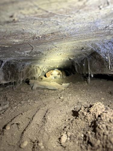 Trapped Benny the Beagle | | princewilliamtimes.com