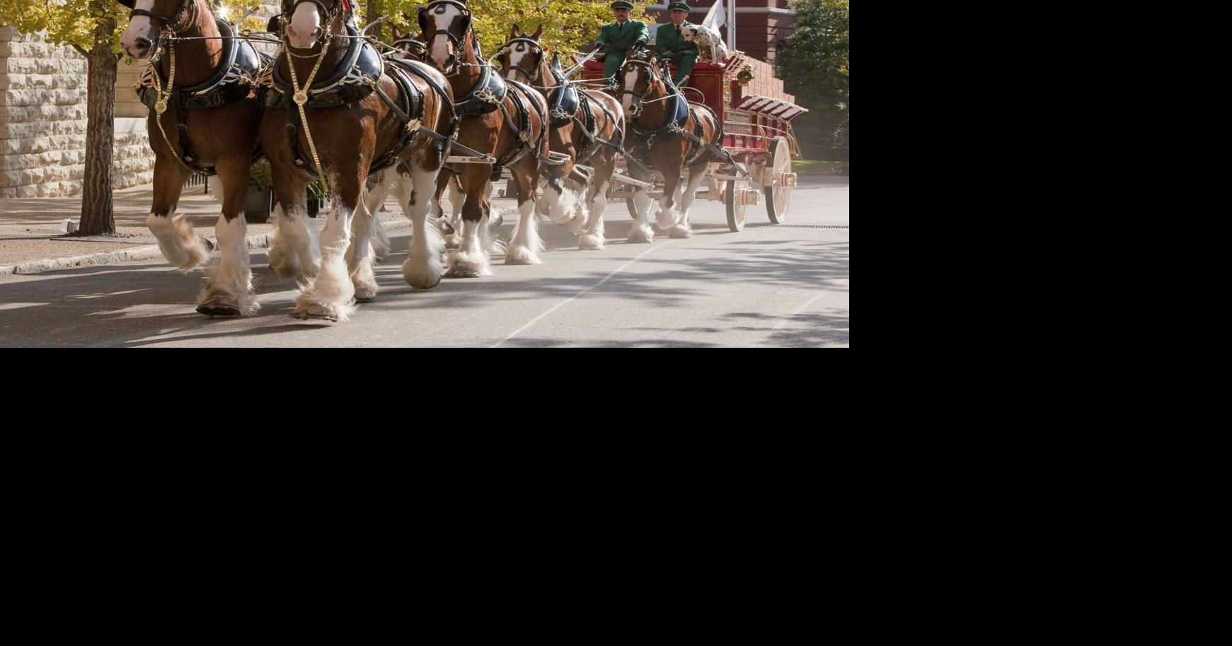 Budweiser Clydesdales to visit the Marine Corps museum this Friday ...