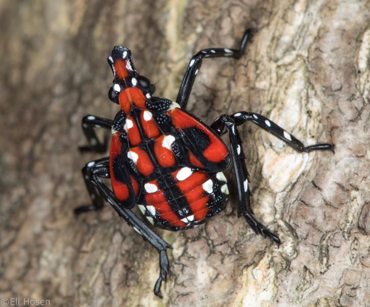 Five things to know about invasive spotted lanternflies | News ...