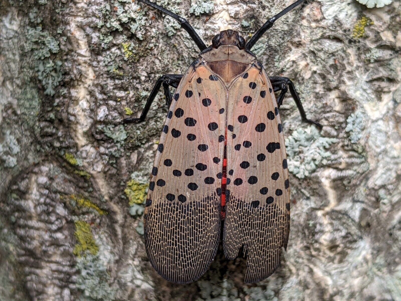 Five things to know about invasive spotted lanternflies | News ...
