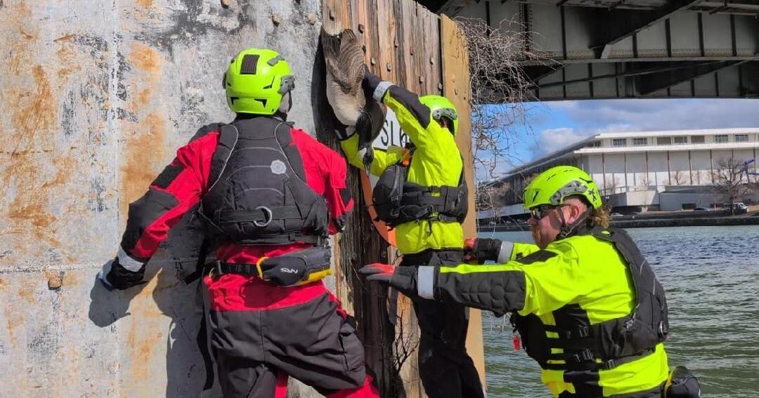 Prince William firefighters rescue stuck goose on the river | News ...
