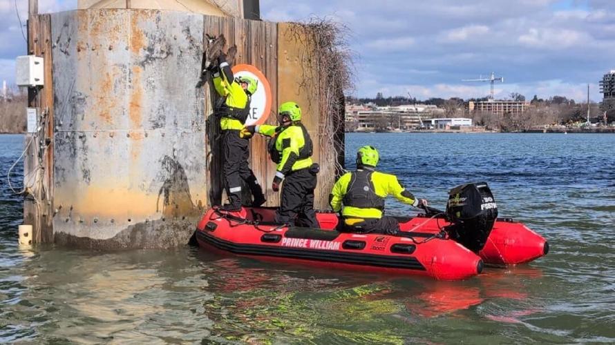 Prince William firefighters rescue stuck goose on the river | News ...