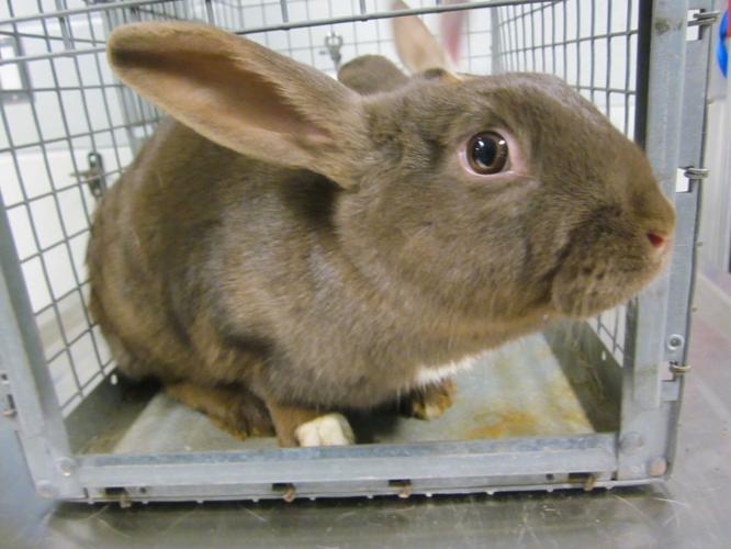 County animal shelter is looking for the owner of 15 stray bunnies ...