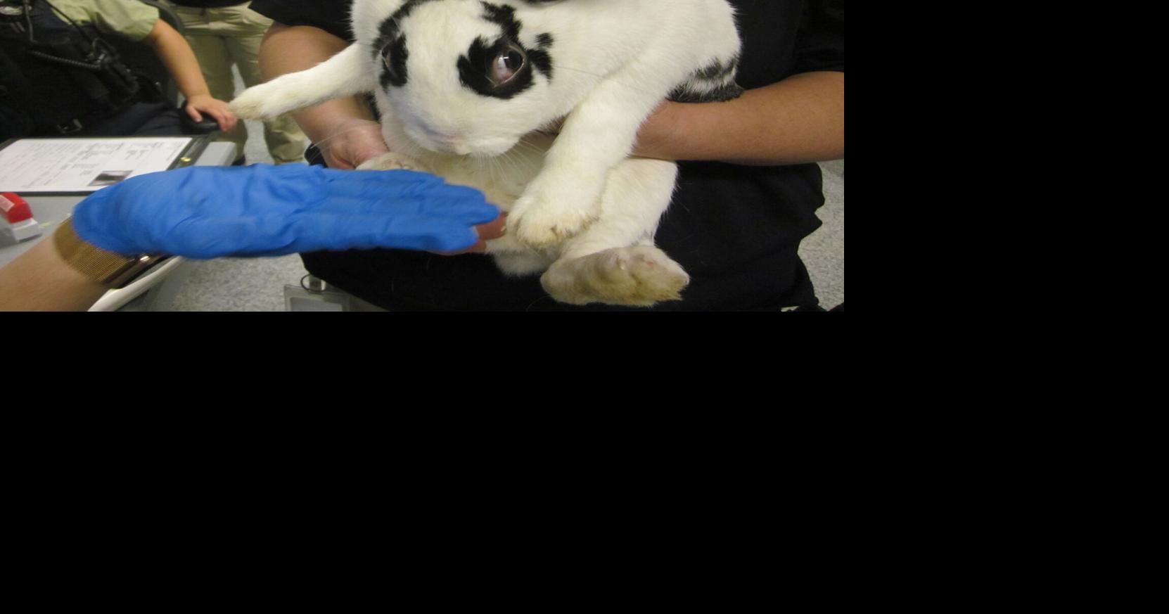 County animal shelter is looking for the owner of 15 stray bunnies ...