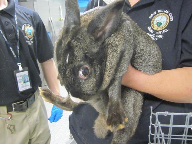 County animal shelter is looking for the owner of 15 stray bunnies ...