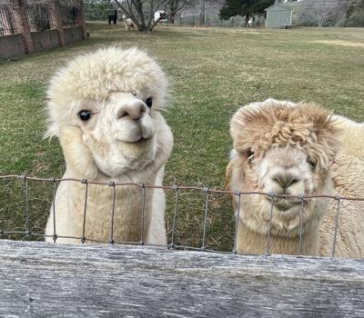 two alpacas smiling