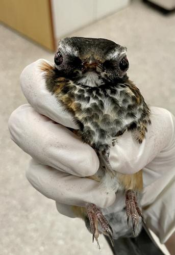 Ongoing, mysterious bird illness reported in Prince William County ...